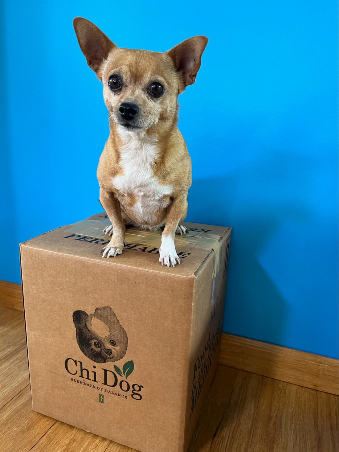 Chi Dog