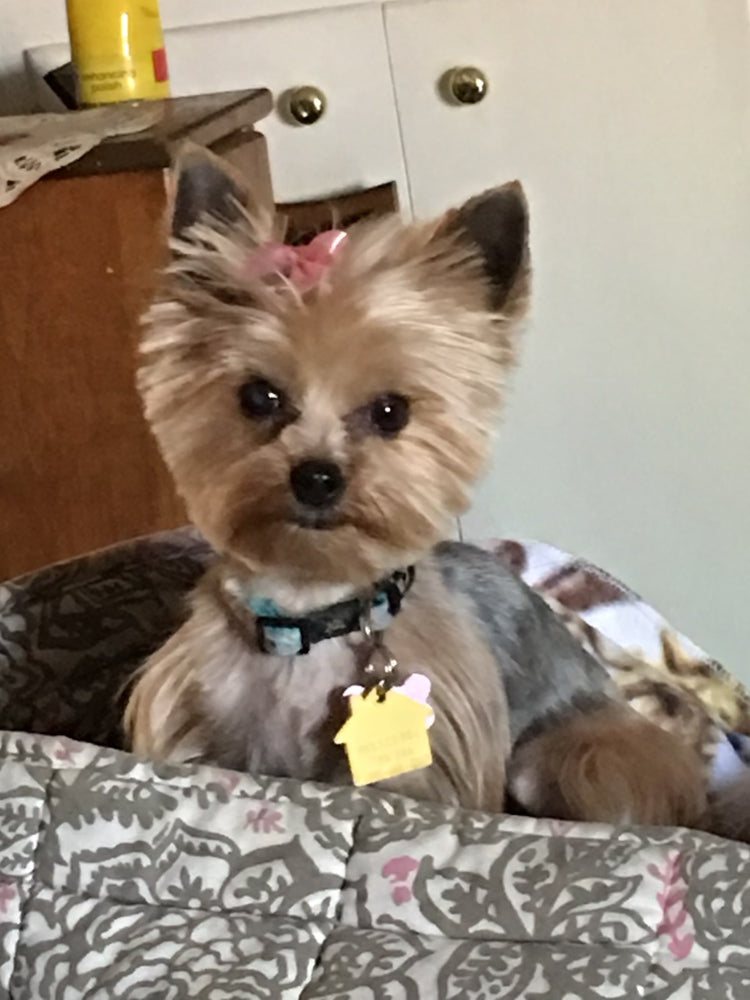 Chi Dog