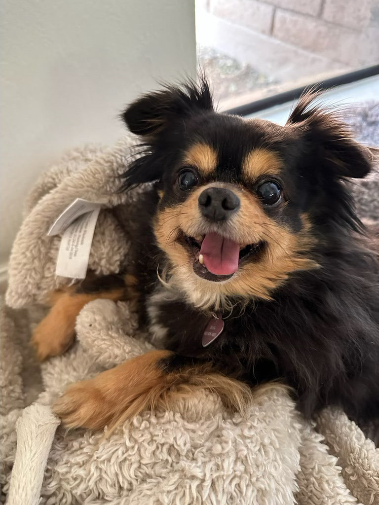 Chi Dog | Vet-Developed Whole Food Dog & Cat Diets